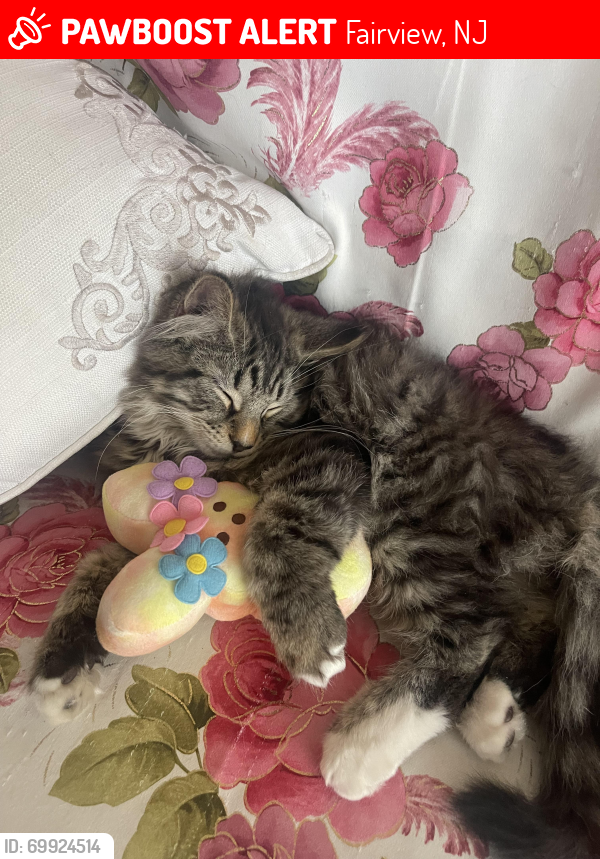 Fairview, NJ Lost Male Cat, Loki Is Missing | PawBoost