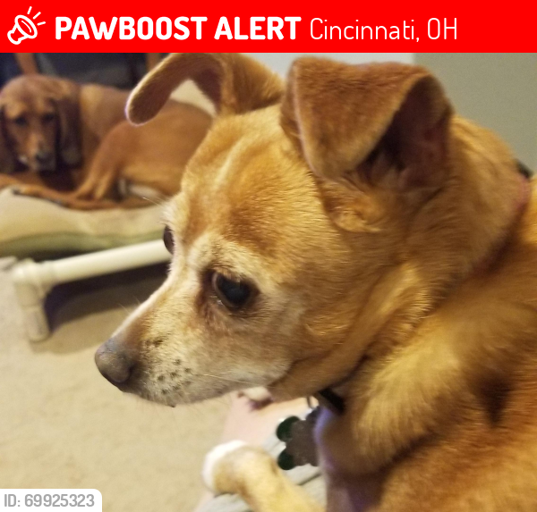 Cincinnati, OH Lost Female Dog, Gracie Is Missing | PawBoost