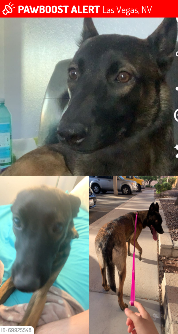 Las Vegas, NV Lost Female Dog, Athena Is Missing | PawBoost