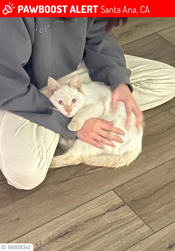 Santa Ana, CA Lost Male Cat, Cheeto Is Missing | PawBoost