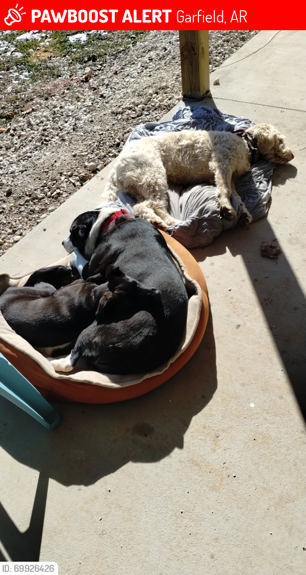 Garfield, AR Lost Female Dog, Annie/ Tilly Is Missing | PawBoost
