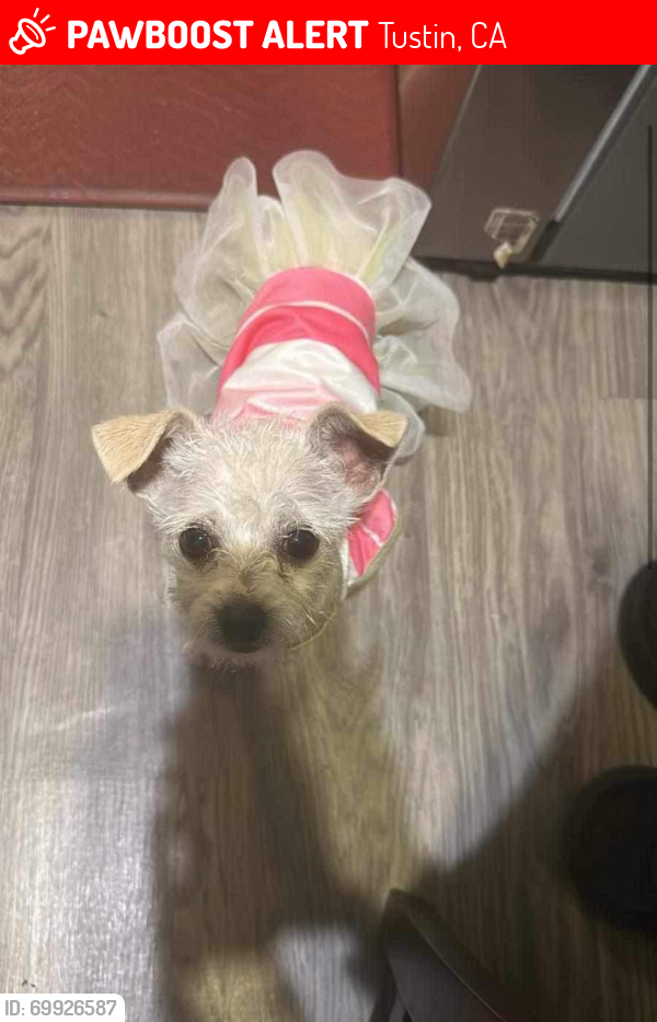 Tustin, CA Lost Female Dog, Chiquis Is Missing | PawBoost
