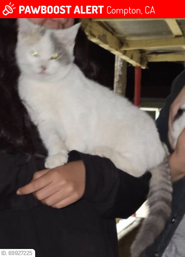 Compton, CA Lost Female Cat, Turtle Aka Cat Is Missing | PawBoost