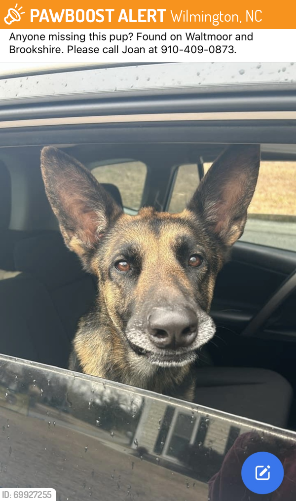Wilmington, NC Stray Dog Found Near Waltmoor St | PawBoost