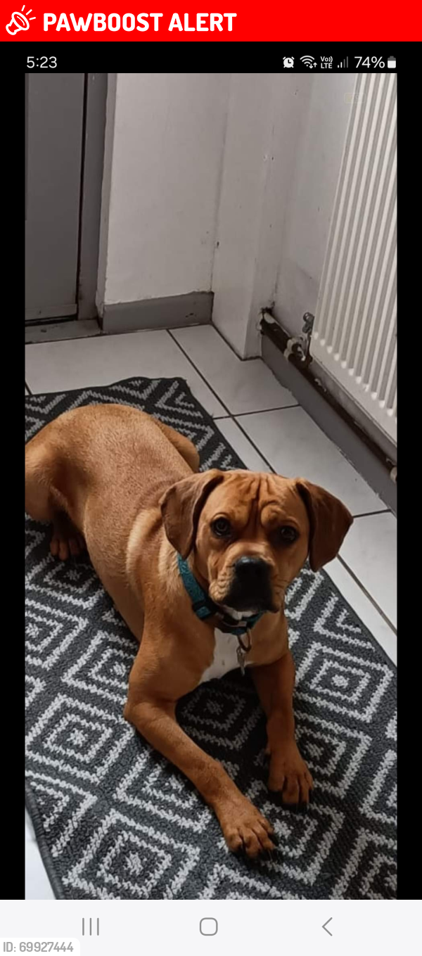 Belfast, Northern Ireland Lost Male Dog, Max Is Missing | PawBoost