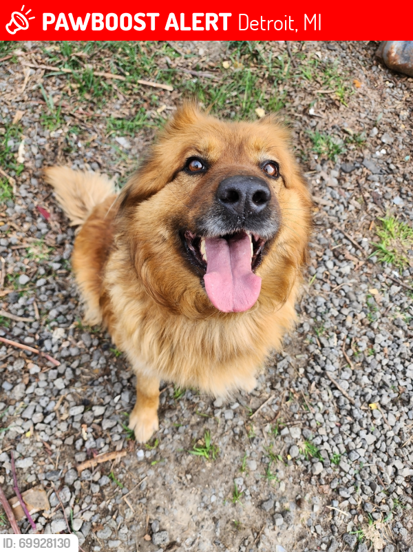 Detroit, MI Lost Female Dog, Xena Is Missing | PawBoost