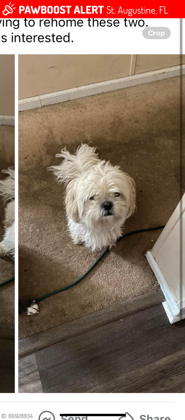 St. Augustine, FL Lost Male Dog, Max Is Missing | PawBoost