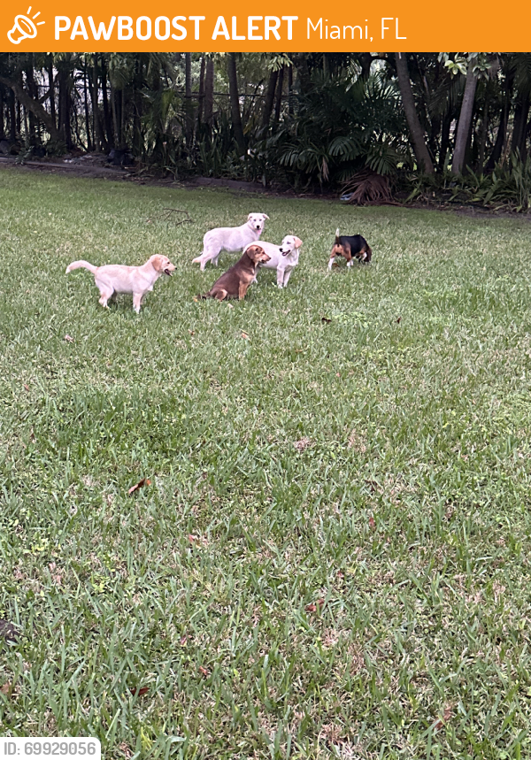 Miami, FL Stray Dog Found Near 122nd Ave & 40 St | PawBoost