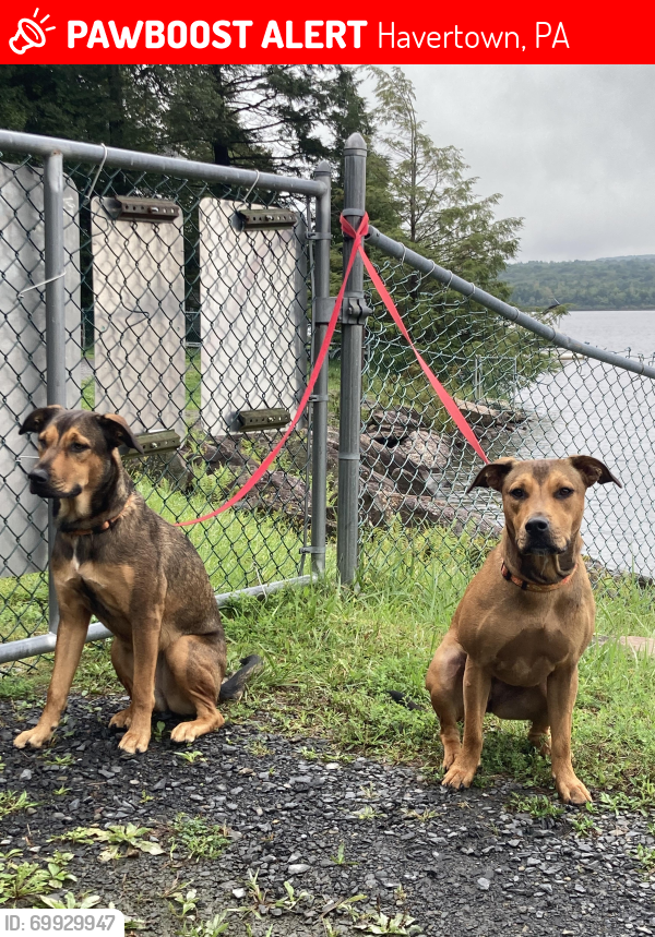 Havertown, PA Lost Female Dog, Lilly Is Missing | PawBoost