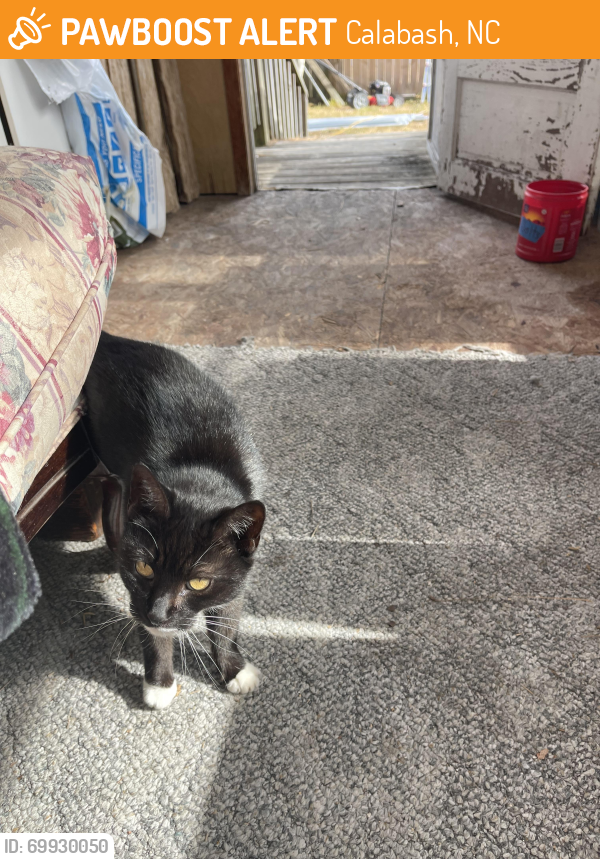 Calabash, NC Stray Cat Found Near Thomasboro, Calabash, North Carolina ...