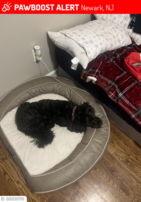 Newark, NJ Lost Male Dog, Sparky Is Missing | PawBoost