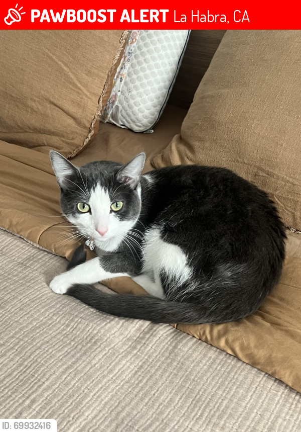La Habra, CA Lost Male Cat, Eddy Is Missing | PawBoost