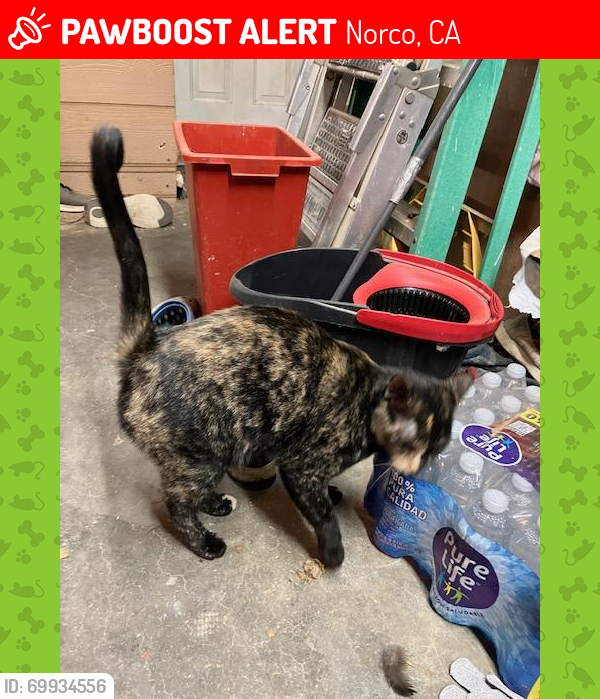 Norco, CA Lost Female Cat, Barn Cat Is Missing | PawBoost