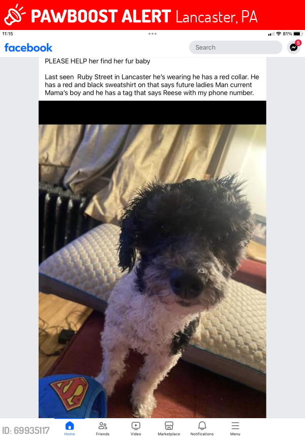 Lancaster, PA Lost Male Dog, Reese Is Missing | PawBoost