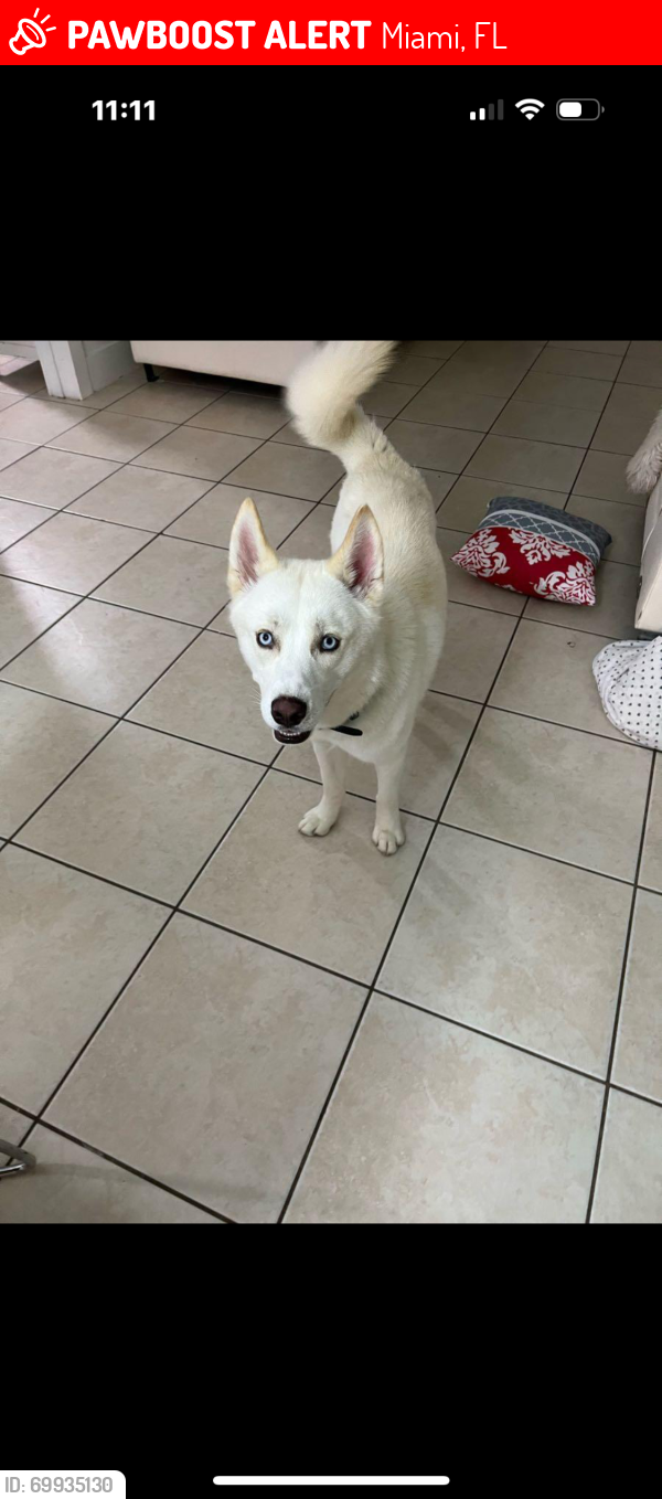 Miami, FL Lost Male Dog, Lucas Is Missing | PawBoost
