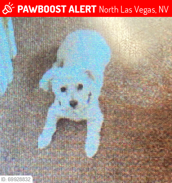 North Las Vegas, NV Lost Male Dog, Fredo Is Missing | PawBoost