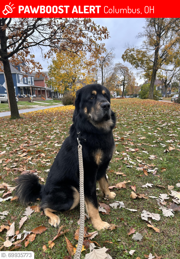 Columbus, OH Lost Male Dog, Thorfinn Is Missing | PawBoost