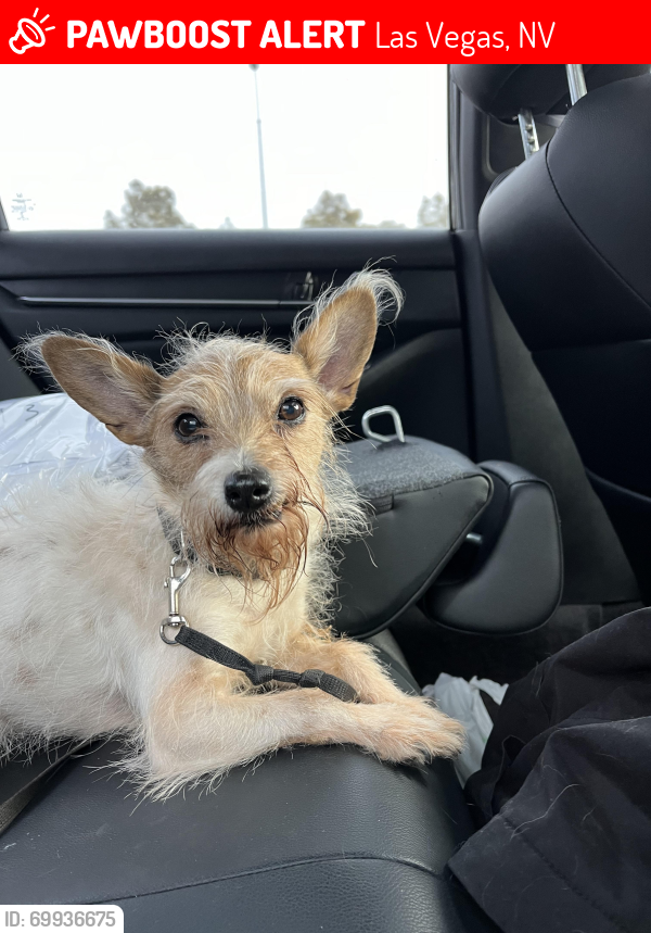 Las Vegas, NV Lost Female Dog, Jack Russelmix Is Missing | PawBoost