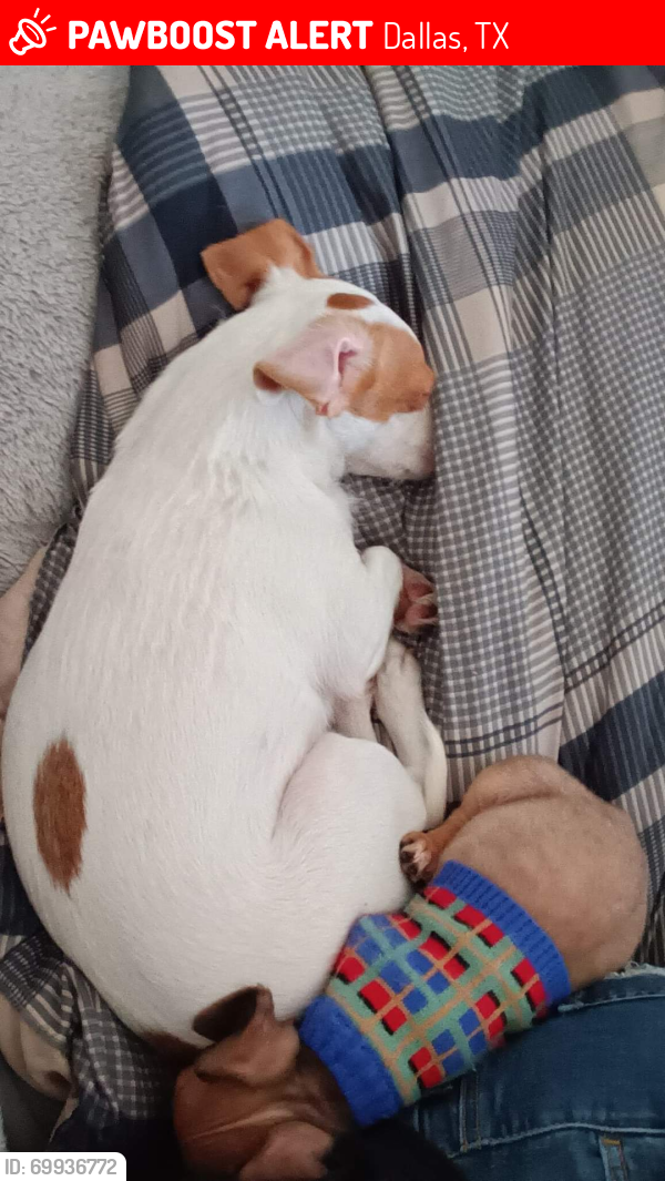 Dallas, TX Lost Female Dog, Mommy Is Missing | PawBoost