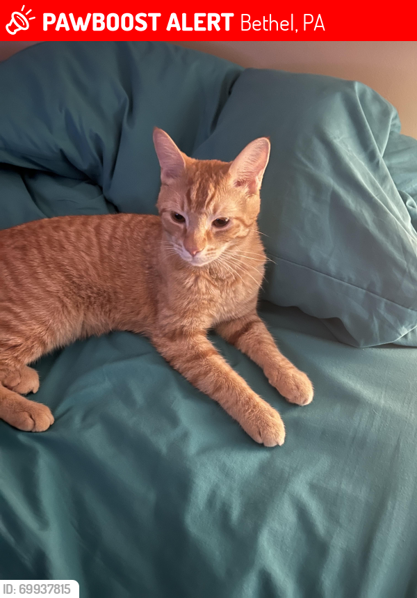 Deceased Male Cat in Bethel, PA 19507 (ID: 69937815) | PawBoost