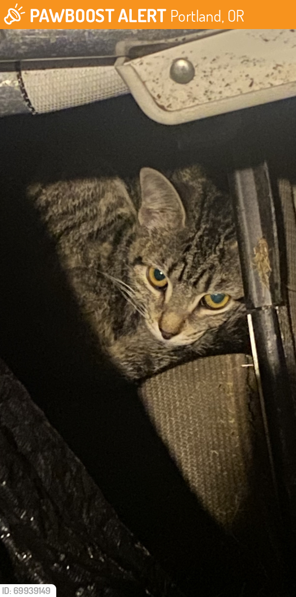 Portland, OR Stray Female Cat Found Near Ne 92nd ave and Tillamook ...