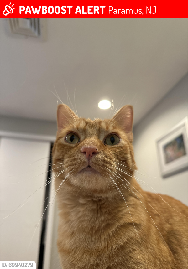 Paramus, NJ Lost Male Cat, Oliver Is Missing | PawBoost