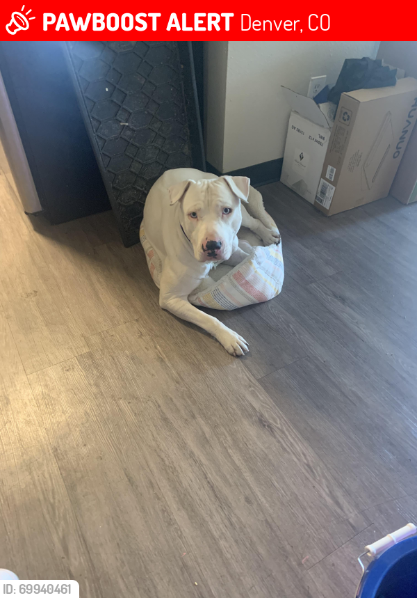 Denver, CO Lost Male Dog, Monster Is Missing | PawBoost