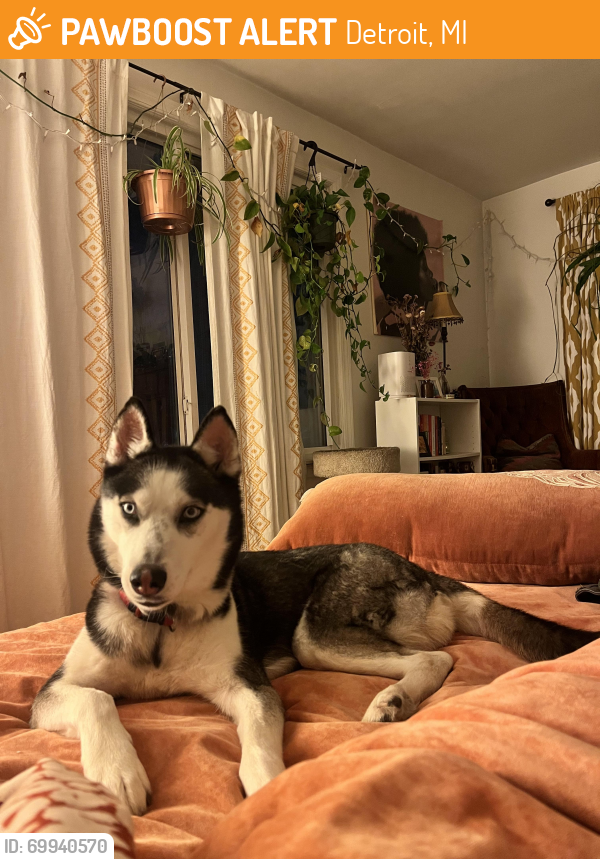 Detroit, MI Stray Female Dog Found Near West outer drive and Greenview ...