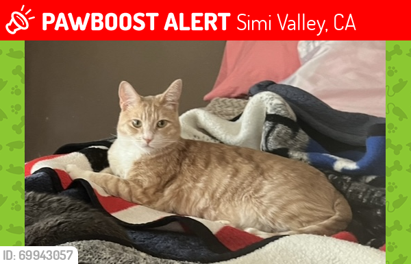 Simi Valley, CA Lost Male Cat, Cooper Is Missing | PawBoost