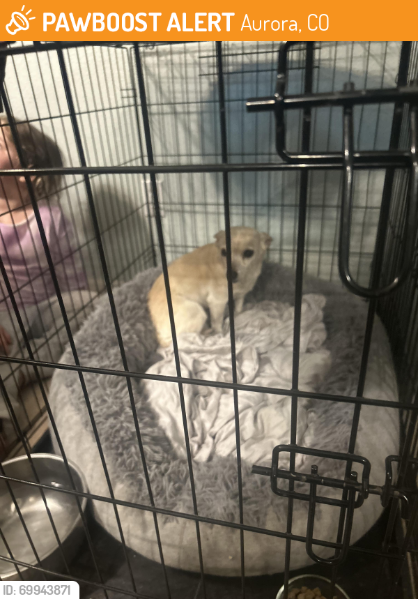 Aurora, CO Stray Female Dog Found Near Aurora parkway and Alexander ...