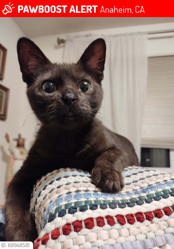 Anaheim, CA Lost Male Cat, Kitty Is Missing | PawBoost