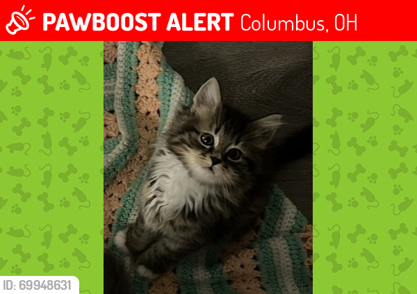 Columbus, OH Lost Male Cat, Akira Is Missing | PawBoost