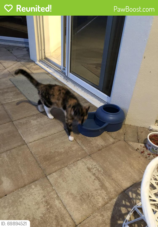 Reunited Female Cat in Naples, FL 34119 (ID: 69894521) | PawBoost