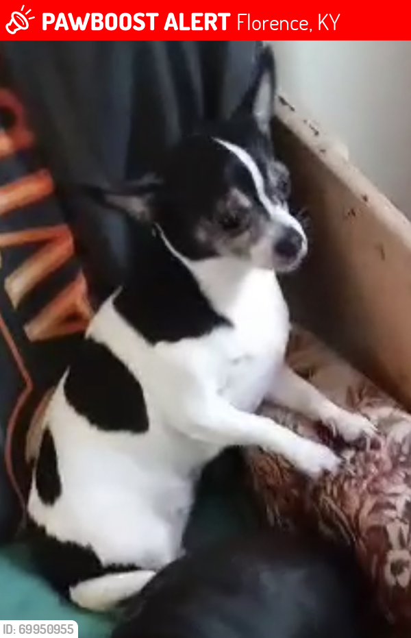Florence, KY Lost Female Dog, Tater Is Missing | PawBoost