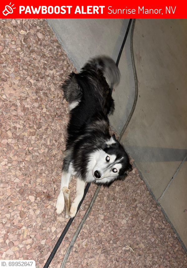 Sunrise Manor, NV Lost Female Dog, Athena Is Missing | PawBoost