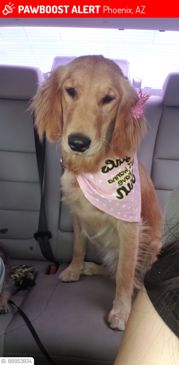Phoenix, AZ Lost Female Dog, Bella Is Missing | PawBoost