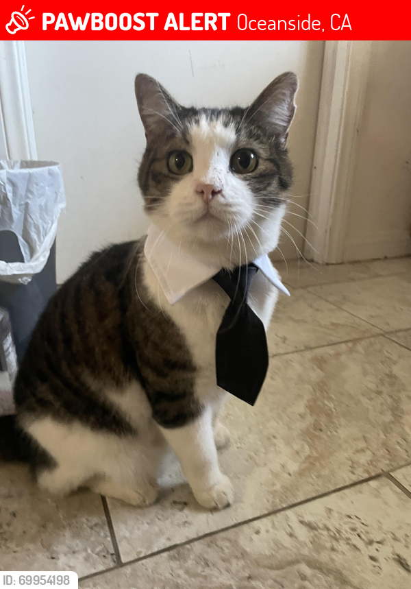 Oceanside, CA Lost Male Cat, Munchie Is Missing | PawBoost