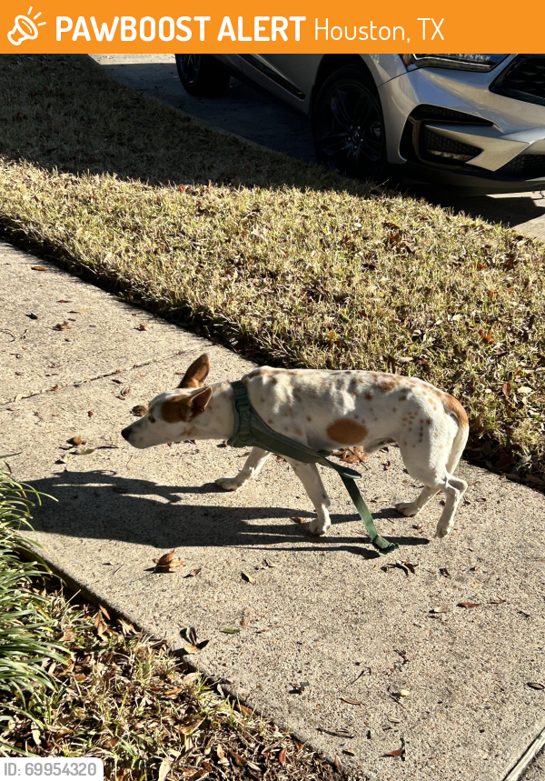 Houston, TX Stray Male Dog Found Near Trevor hill dr, Houston tx 77066 ...