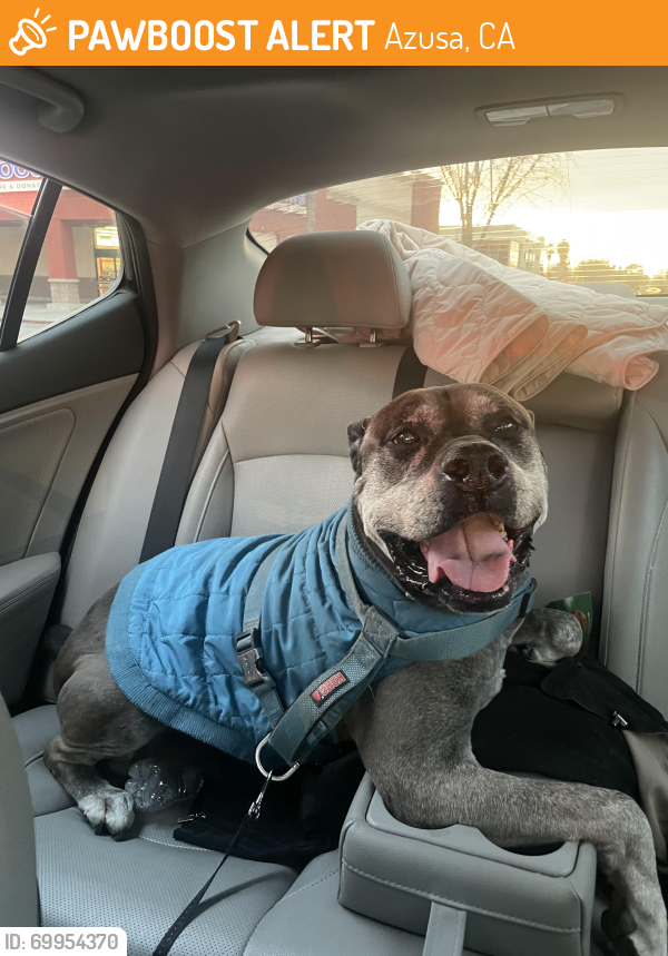 Azusa, CA Stray Male Dog Found Near Vernon & Fourth St. in Azusa | PawBoost