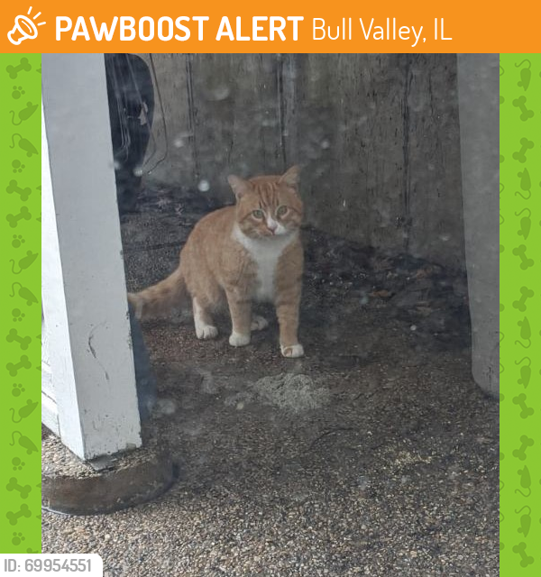 Bull Valley, IL Stray Cat Found Near Valley Hill Road | PawBoost