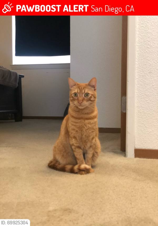 San Diego, CA Lost Male Cat, Milo Is Missing | PawBoost