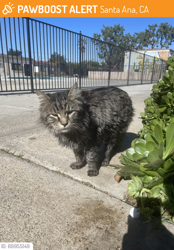 Santa Ana, CA Stray Cat Found Near Near E Bishop St Santa Ana Ca 92701 ...