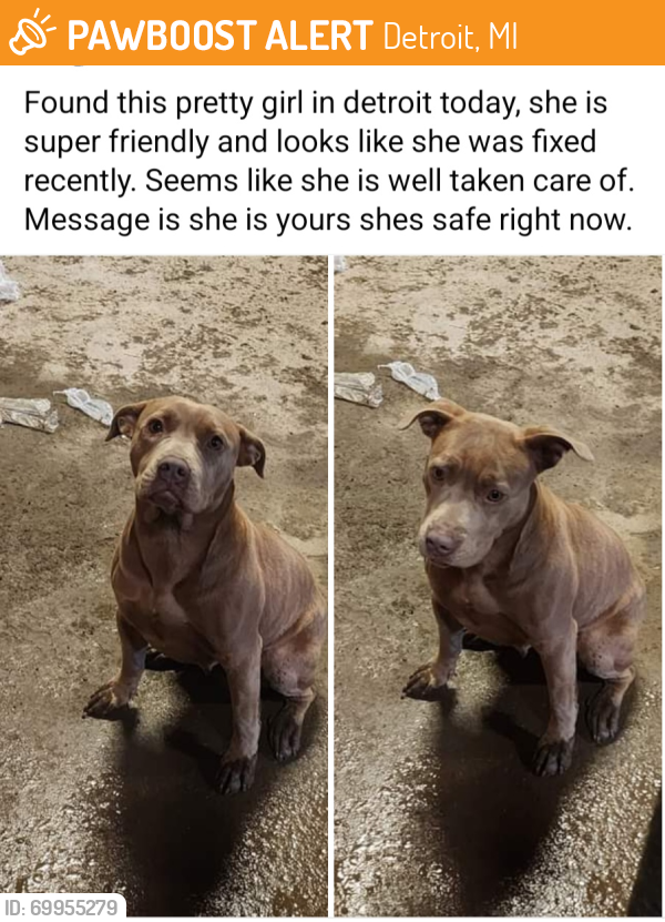 Detroit, MI Stray Female Dog Found Near Fort St. And Woodmere | PawBoost