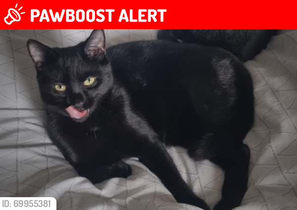 Warsop Vale, England Lost Male Cat, Felix Is Missing | PawBoost