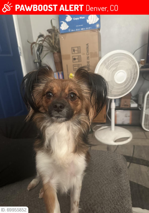 Denver, CO Lost Female Dog, Doja Is Missing | PawBoost