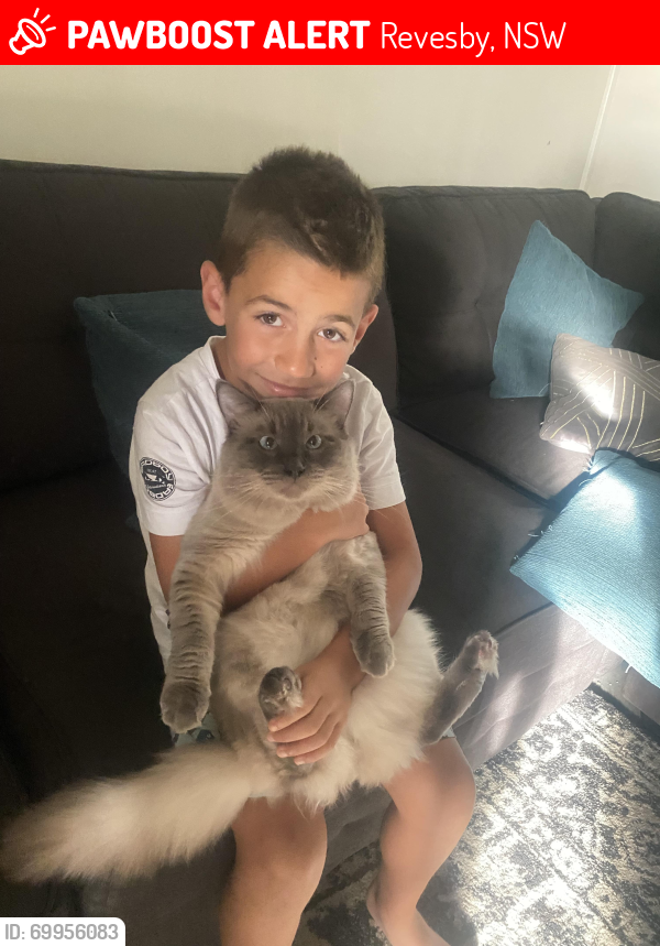 Revesby, NSW Lost Male Cat, Bluey Is Missing | PawBoost