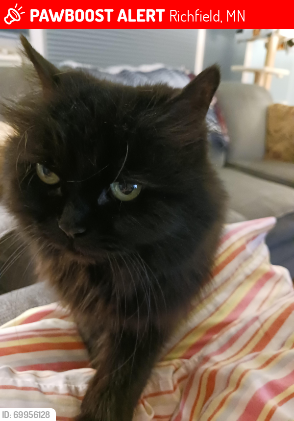 Richfield, MN Lost Female Cat, Ana Is Missing | PawBoost