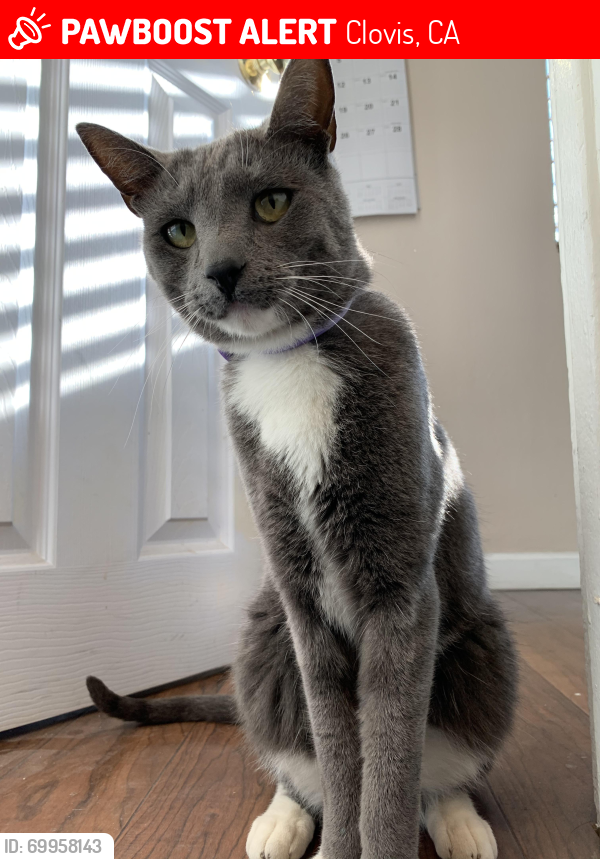 Clovis, CA Lost Male Cat, Kobe Is Missing | PawBoost