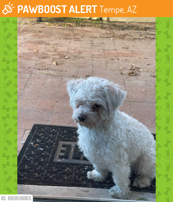 Tempe, AZ Stray Male Dog Found Near Mill Avenue and Baseline | PawBoost