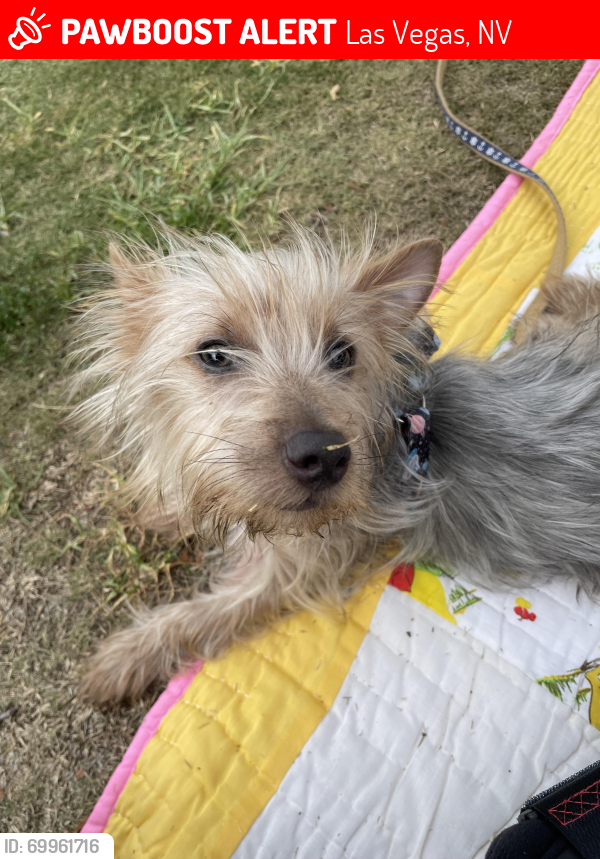 Las Vegas, NV Lost Male Dog, Sterling Is Missing | PawBoost